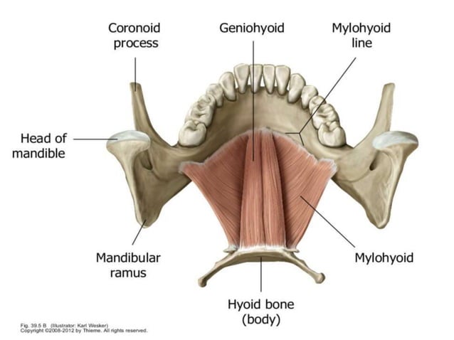 submandibular