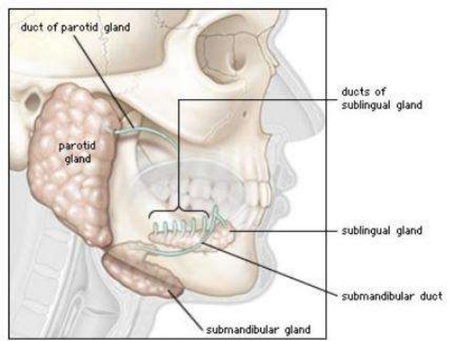 submandibular