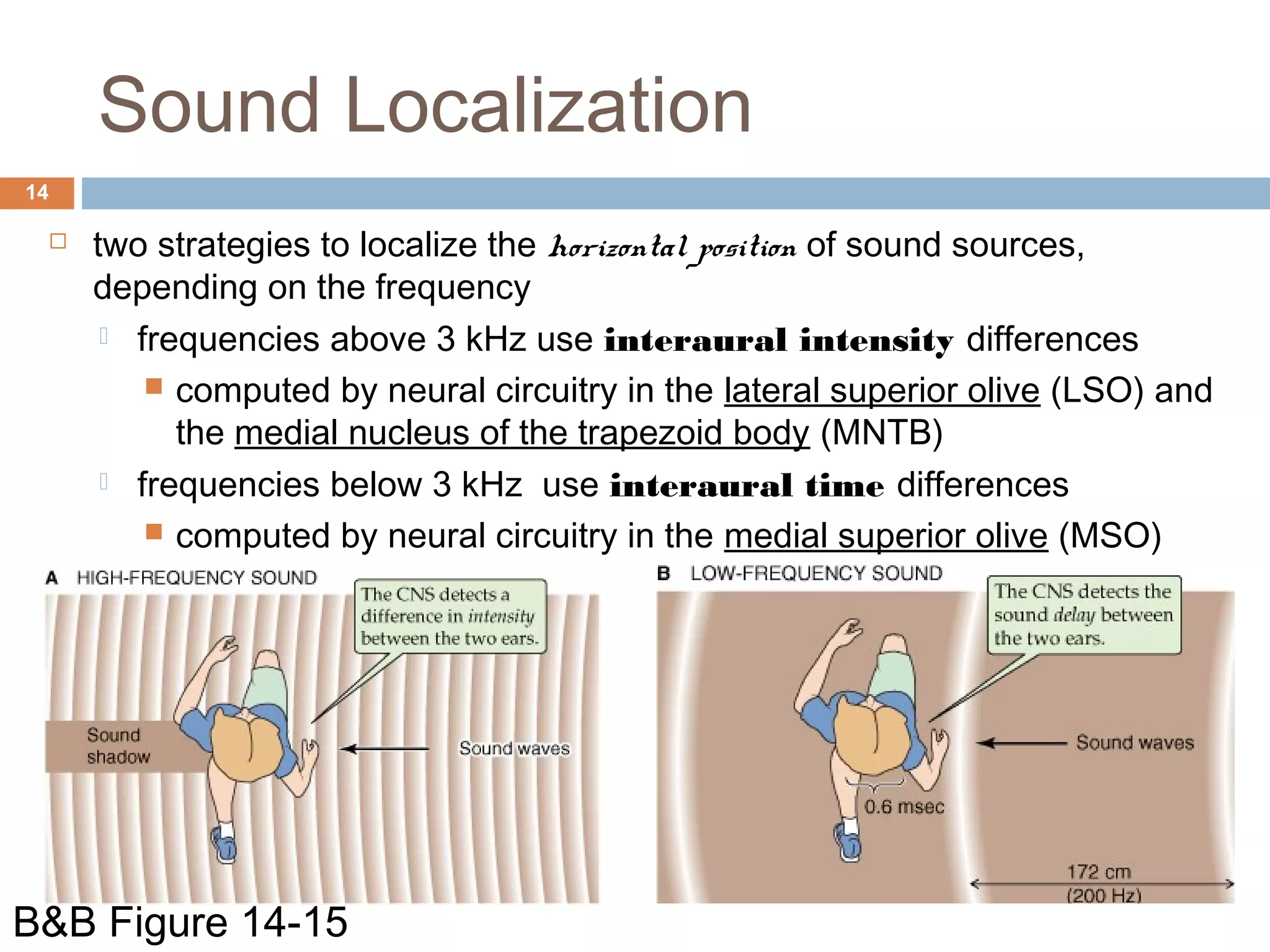 Anatomy and Physiology of the Auditory System | PPT