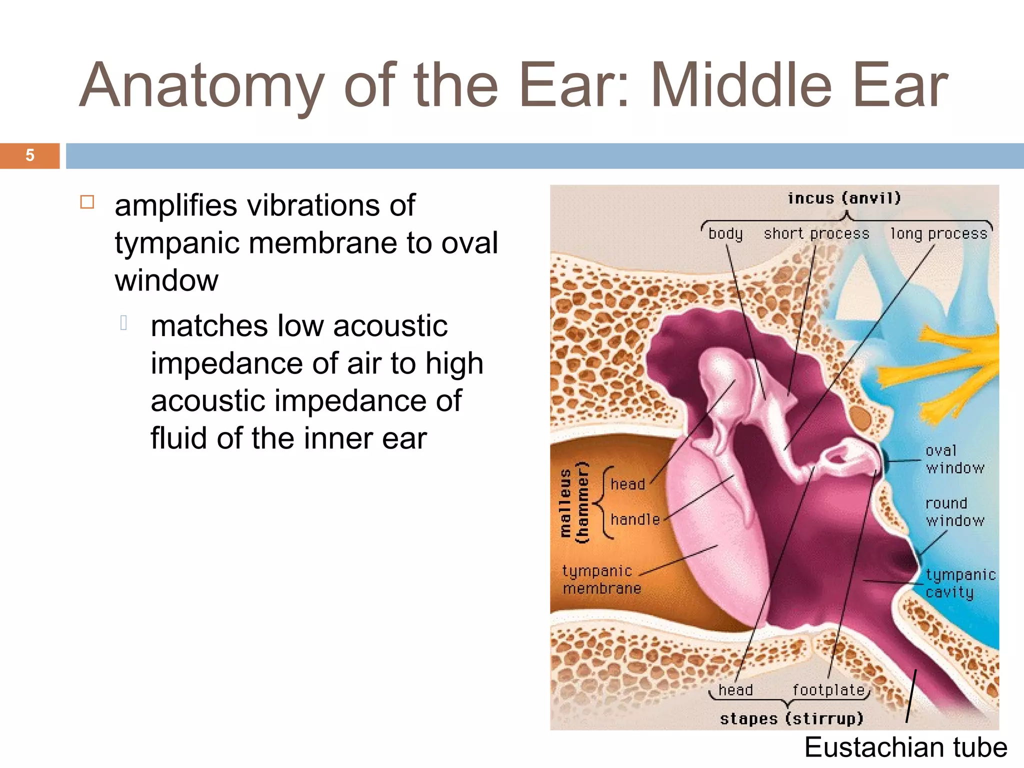 Anatomy and Physiology of the Auditory System | PPT