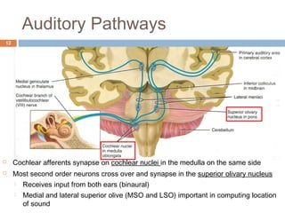 Anatomy and Physiology of the Auditory System | PPT