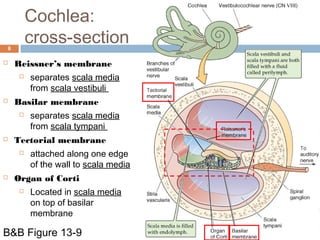 Anatomy and Physiology of the Auditory System | PPT