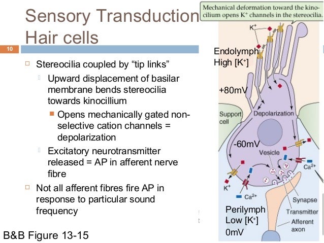 Auditory Pathway Anatomy Ear Structures Transduction The Auditory