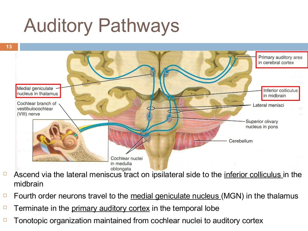 Anatomy and Physiology of the Auditory System