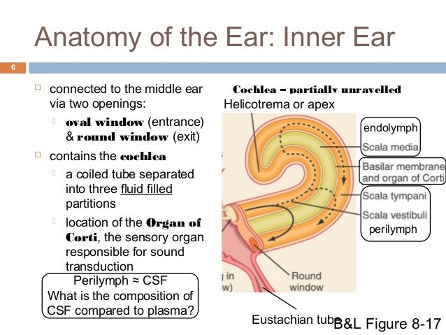 Anatomy and Physiology of the Auditory System