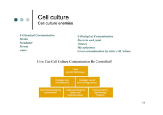 Cell Culture/. its definition and its types | PDF