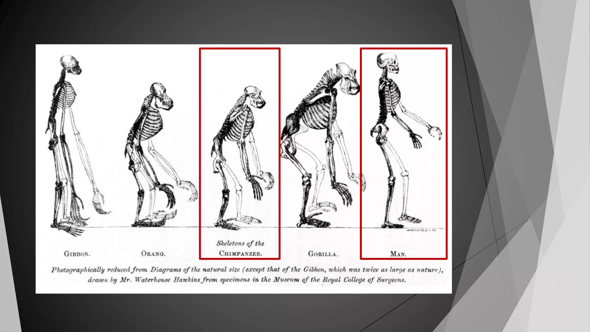 S3 anatomia comparada | PPT