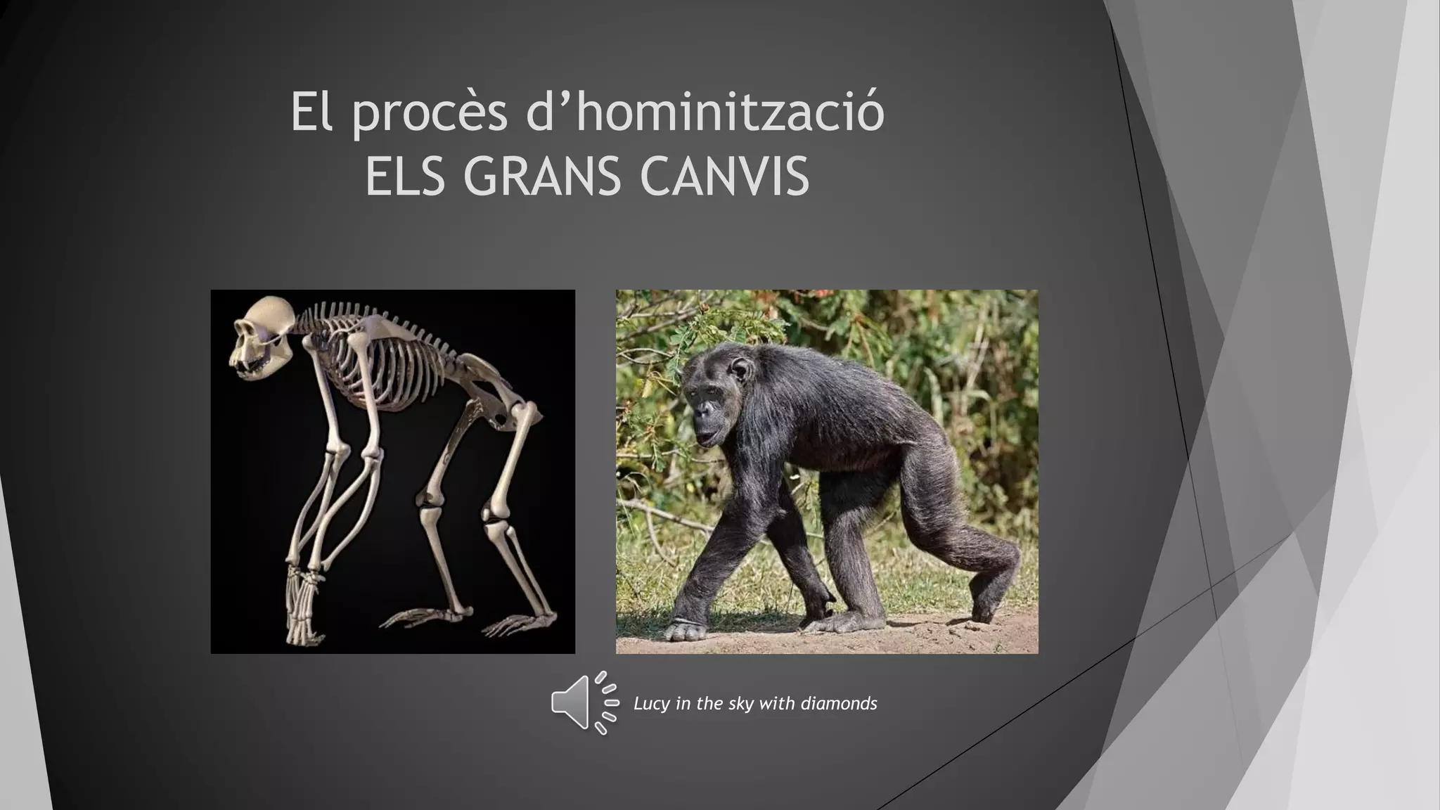 S3 anatomia comparada | PPT