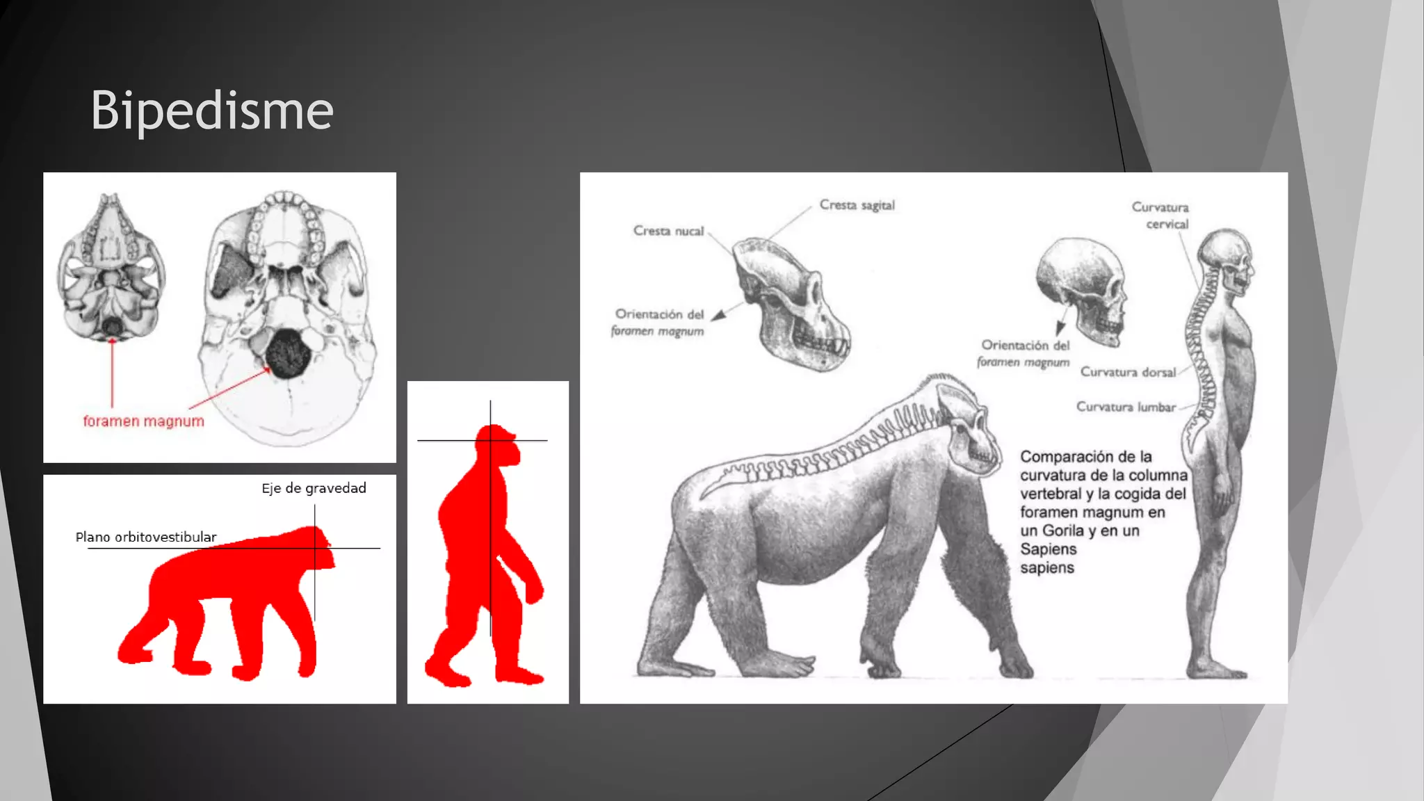 S3 anatomia comparada | PPT