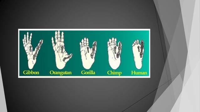 S3 anatomia comparada | PPT