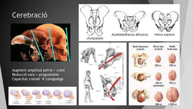S3 anatomia comparada | PPT