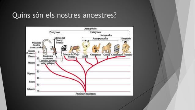 S3 anatomia comparada | PPT