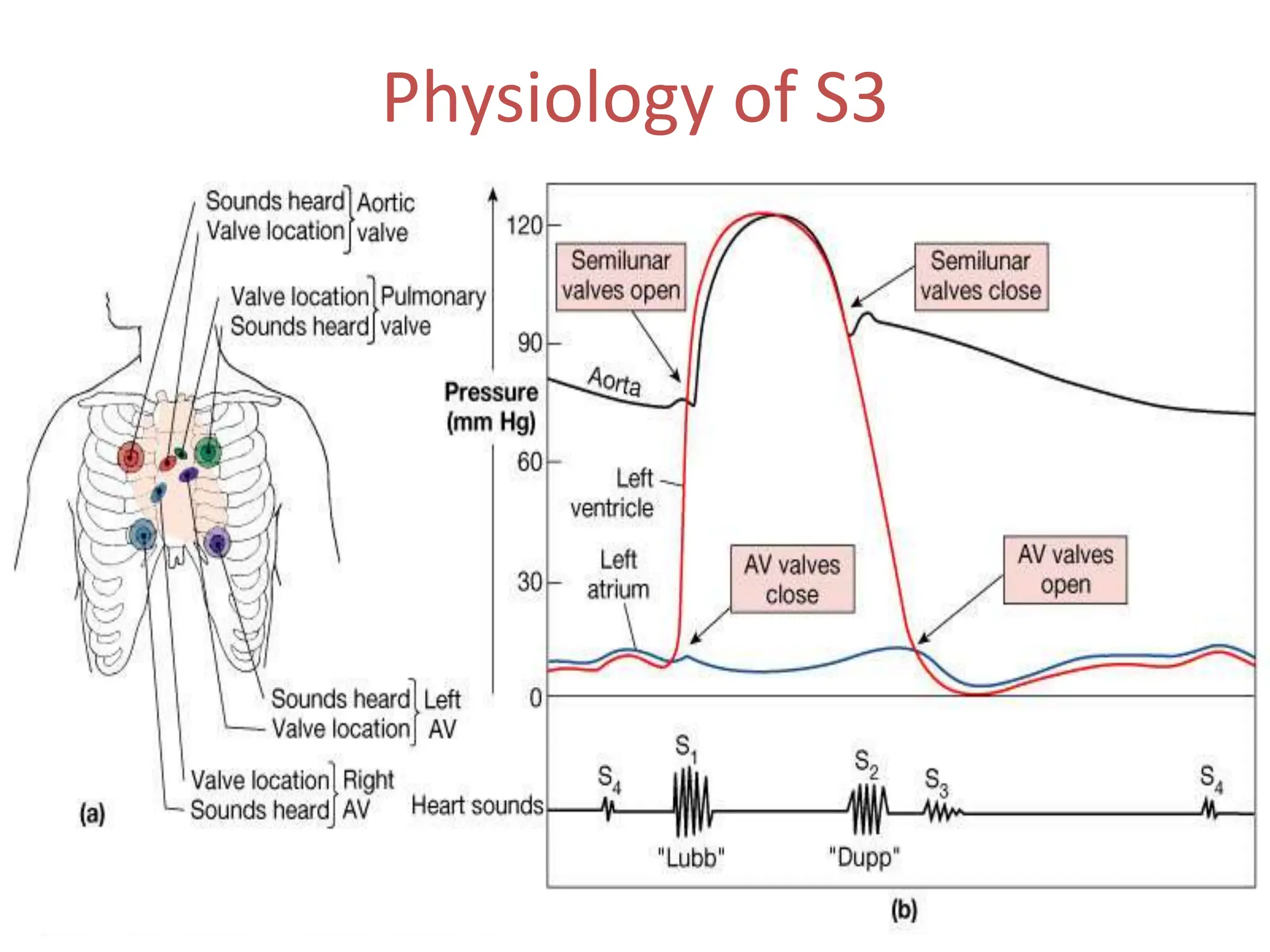 S3 and S4 Cardiology collection for students.pptx