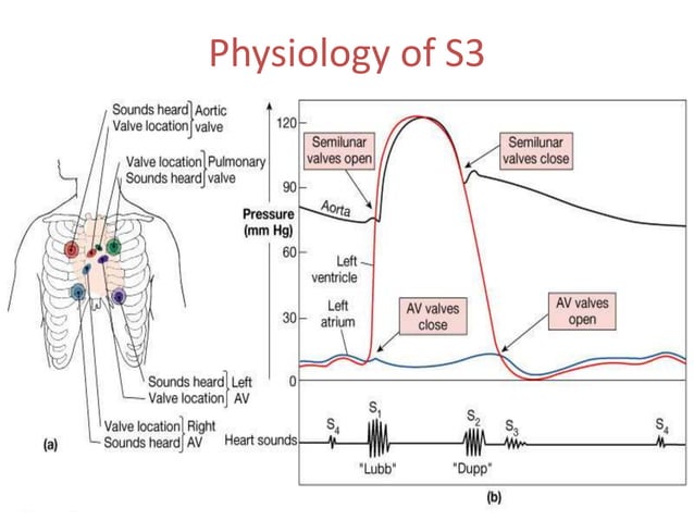 S3 and S4 Cardiology collection for students.pptx | Heart and ...