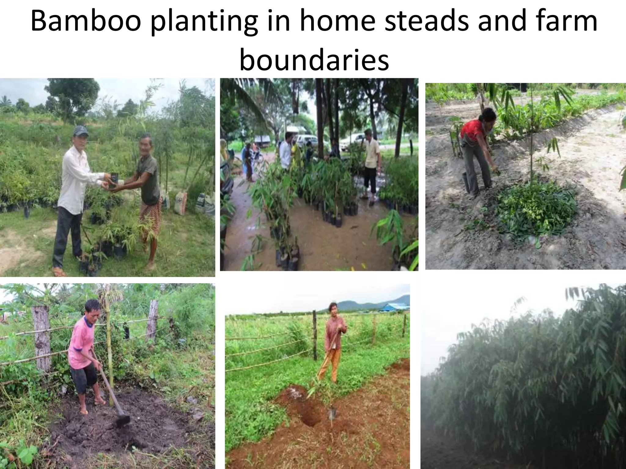 Bamboo Value-Chain Development: INBAR-led Bamboo livelihoods ...