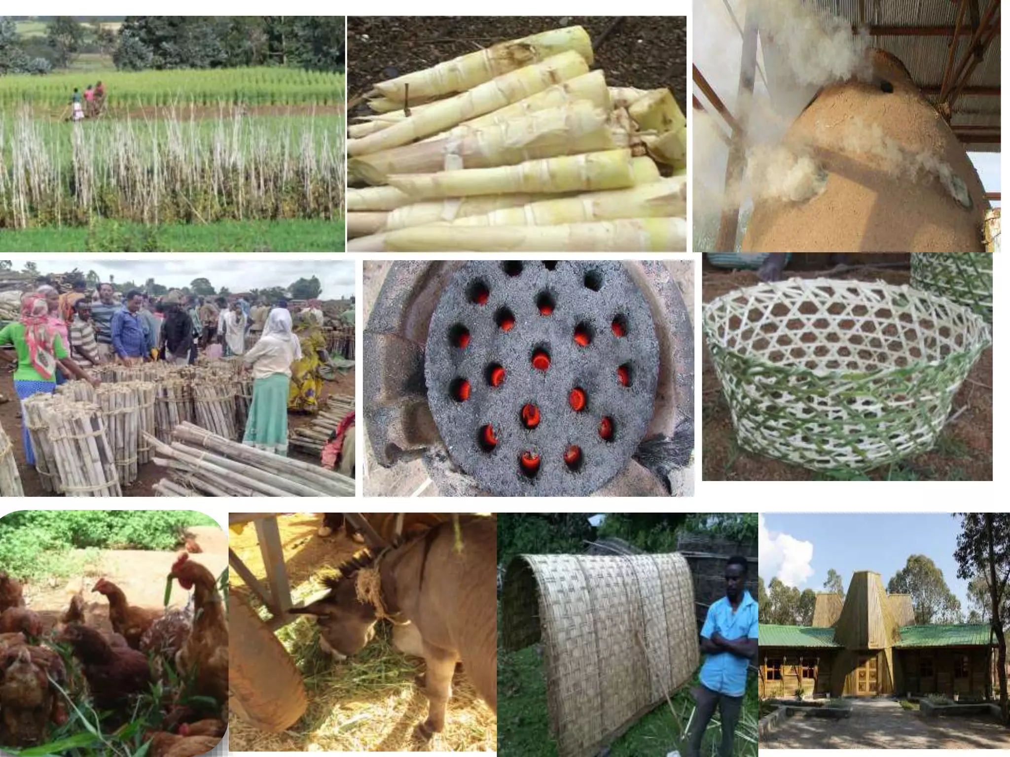 Bamboo Value-Chain Development: INBAR-led Bamboo livelihoods ...