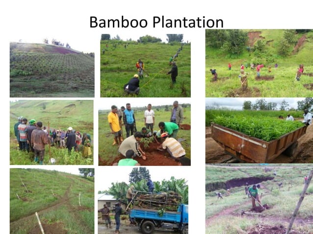 Bamboo Value-Chain Development: INBAR-led Bamboo livelihoods ...