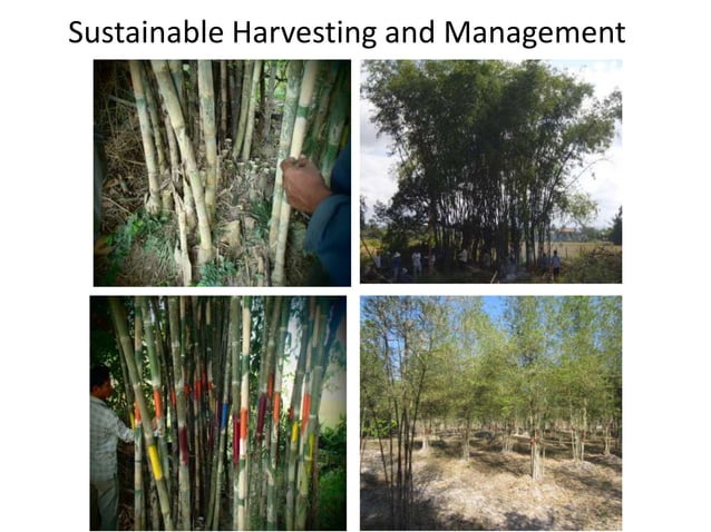 Bamboo Value-Chain Development: INBAR-led Bamboo livelihoods ...