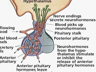 S3,pituitary and hypothalamus | PPTX