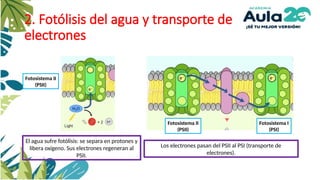 FOTOSÍNTESIS Y RESPIRACIÓN CELULAR BIOLOGIA | PPTX
