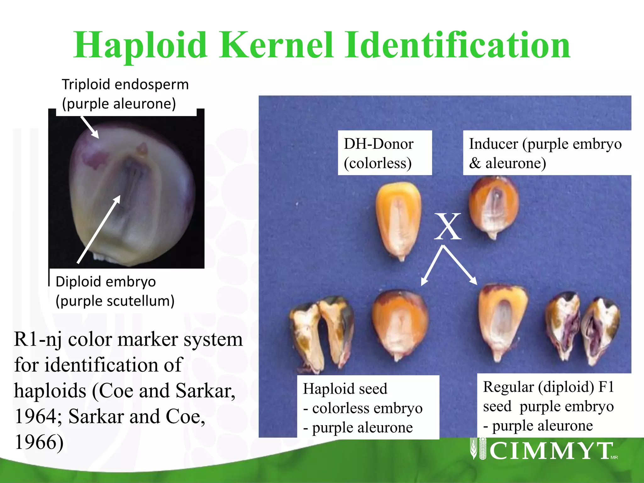 S4.4 Doubled Haploid Technology in Maize breeding: Status and prospects ...