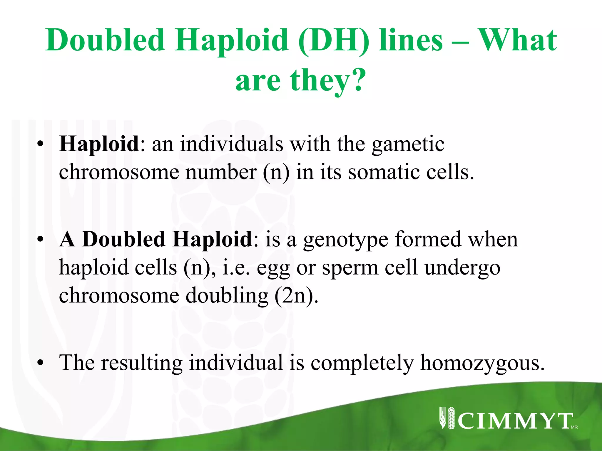 S4.4 Doubled Haploid Technology in Maize breeding: Status and prospects ...