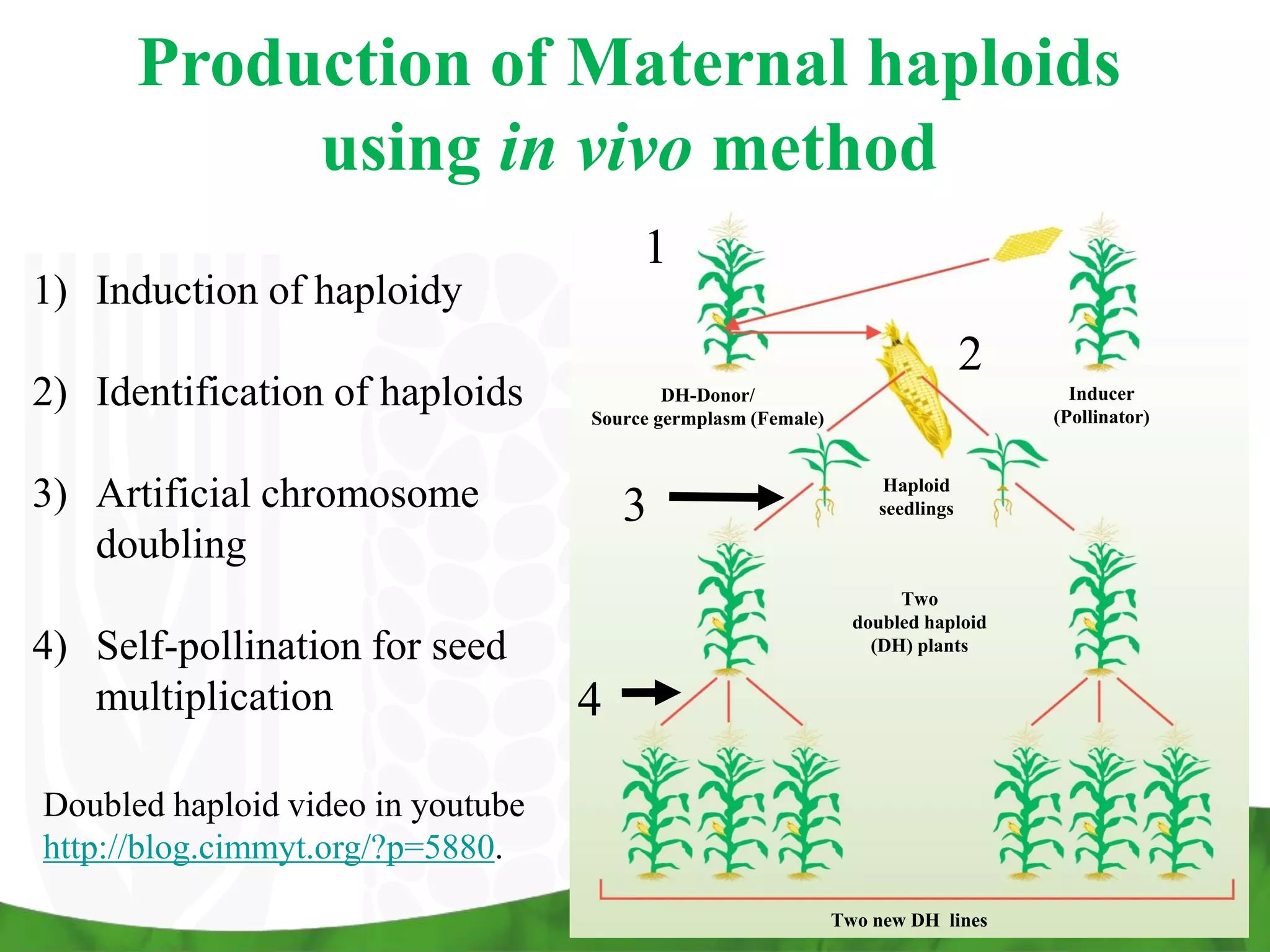 S4.4 Doubled Haploid Technology in Maize breeding: Status and prospects ...