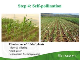 S4.4 Doubled Haploid Technology in Maize breeding: Status and prospects ...