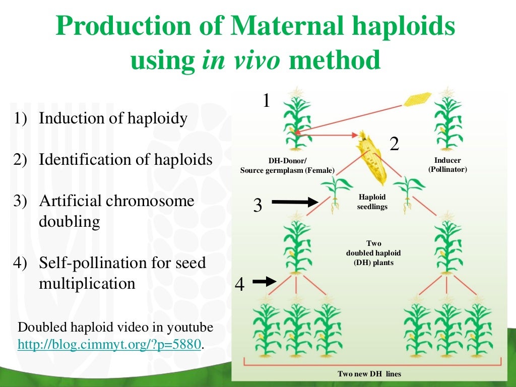 S4.4 Doubled Haploid Technology in Maize breeding: Status and prospe…
