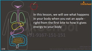 What happens when you eat an apple? Learn about digestive system. A ...