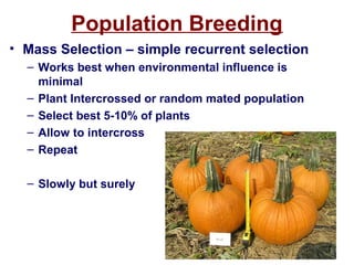S4 plant breeding ii mazourek | PPT