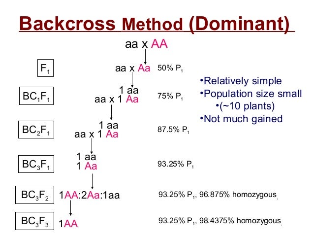 S4 plant breeding ii mazourek
