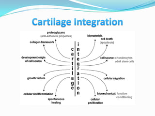 Articular Cartilage Repair | PPTX