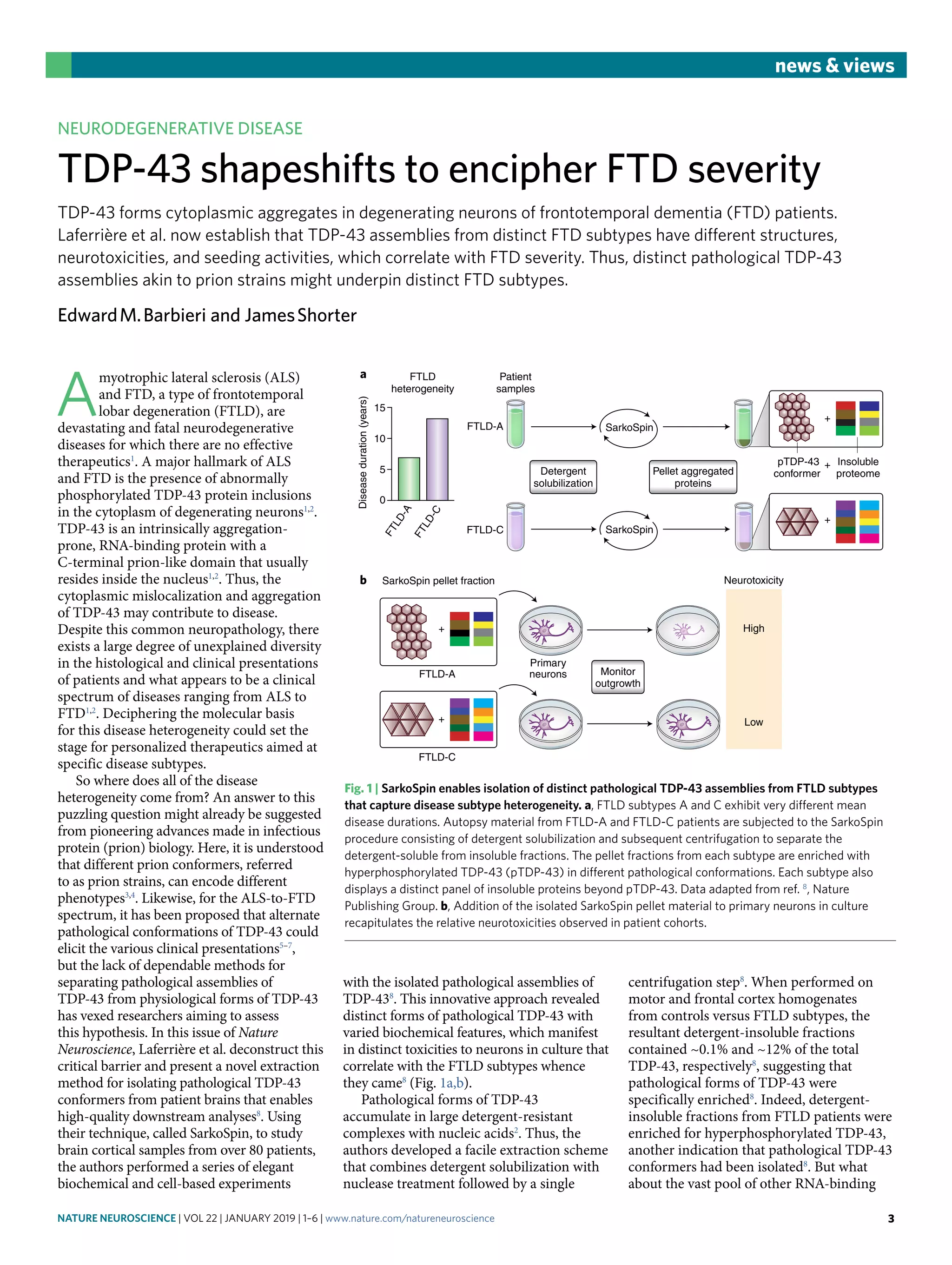 TDP-43 shapeshifts to encipher FTD severity | PDF