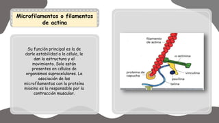 Citoplasma y Citoesqueleto (1).pptx