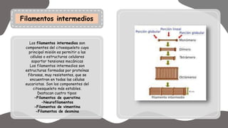 Citoplasma y Citoesqueleto (1).pptx