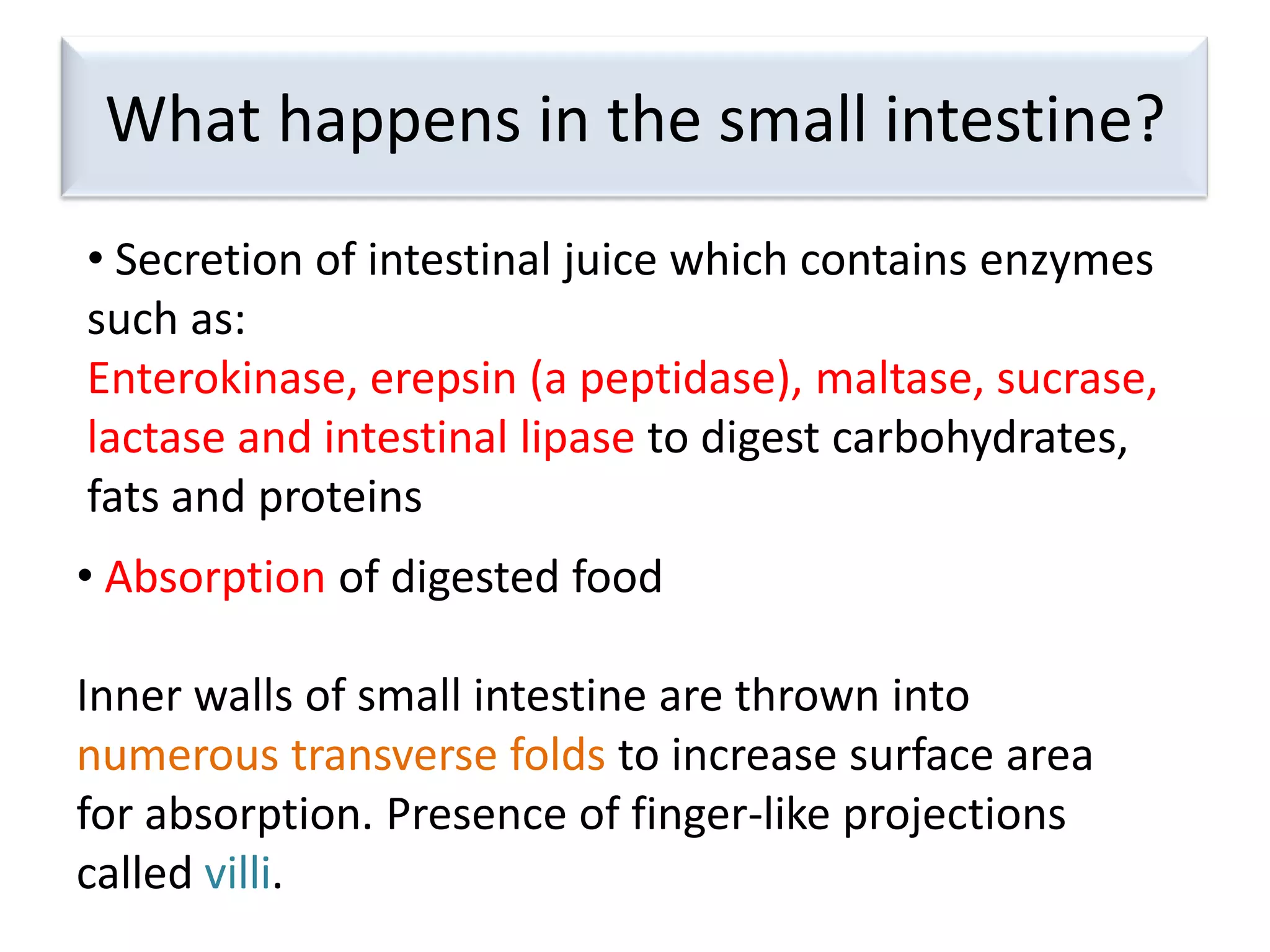 S4 Small Intestines | PPT