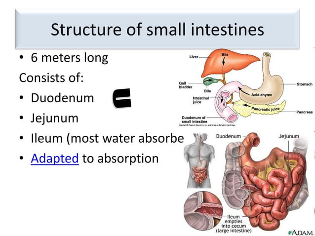 S4 Small Intestines | PPTX