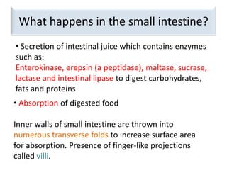 S4 Small Intestines | PPTX