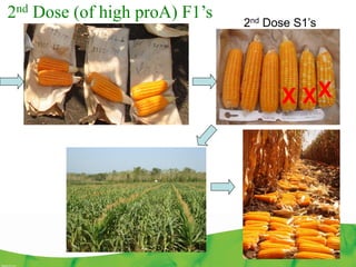 S5.1 Maize HarvestPlus: Biofortifying maize with Provitamin A ...