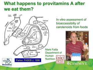 S5.1 Maize HarvestPlus: Biofortifying maize with Provitamin A ...