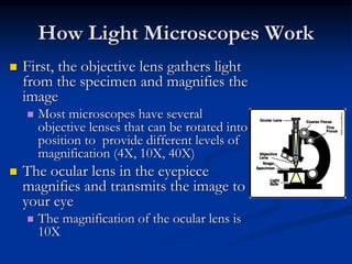 microscope.ppt