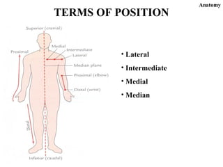 Intermediate Anatomy