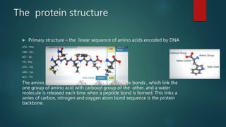 Protein motif analysis and optimization using neural algorithms | PPTX ...