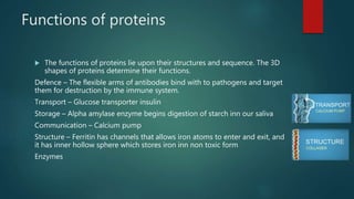 Protein motif analysis and optimization using neural algorithms | PPTX ...