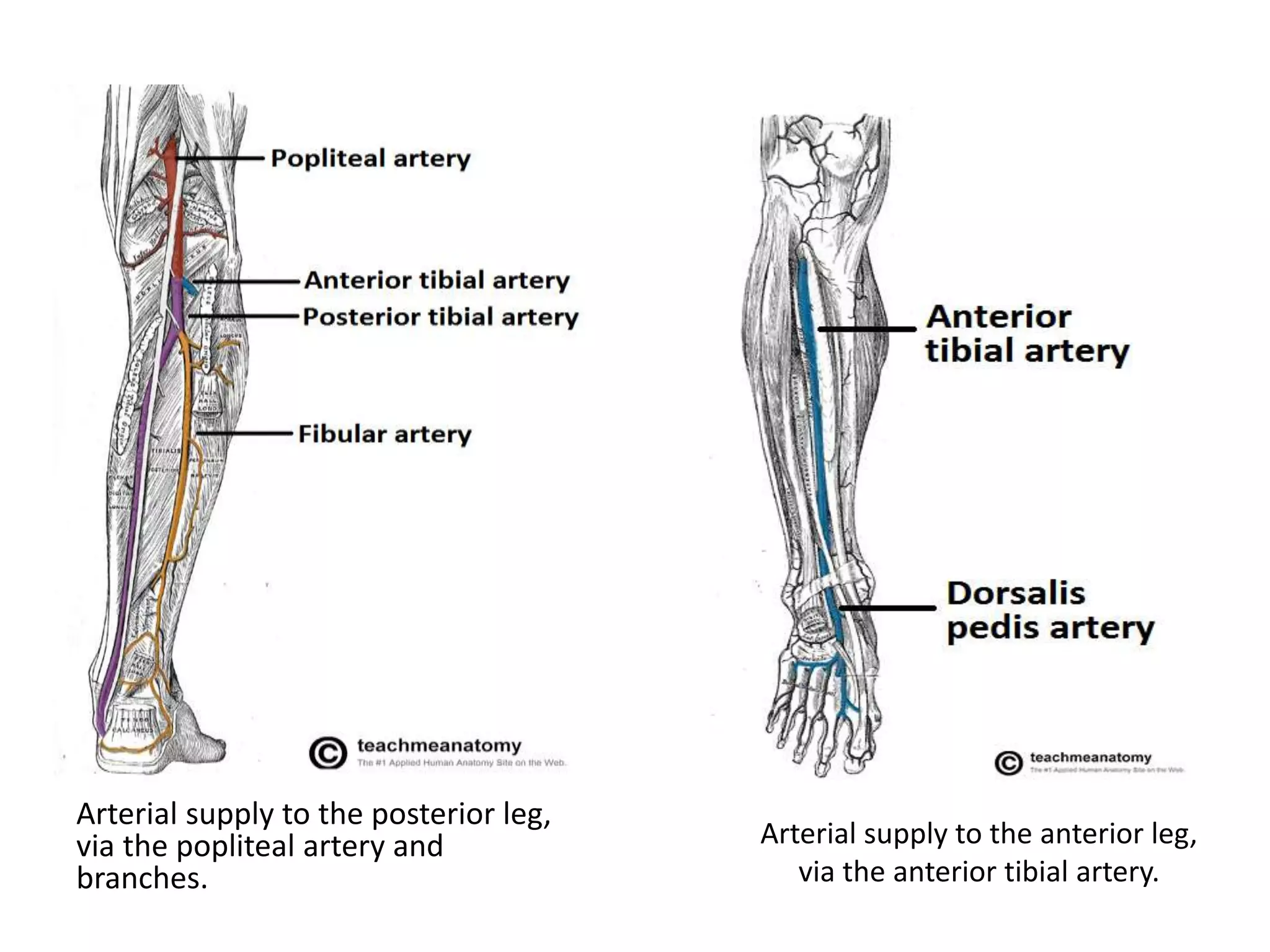 BLOOD SUPPLY OF LOWER LIMB | PPTX
