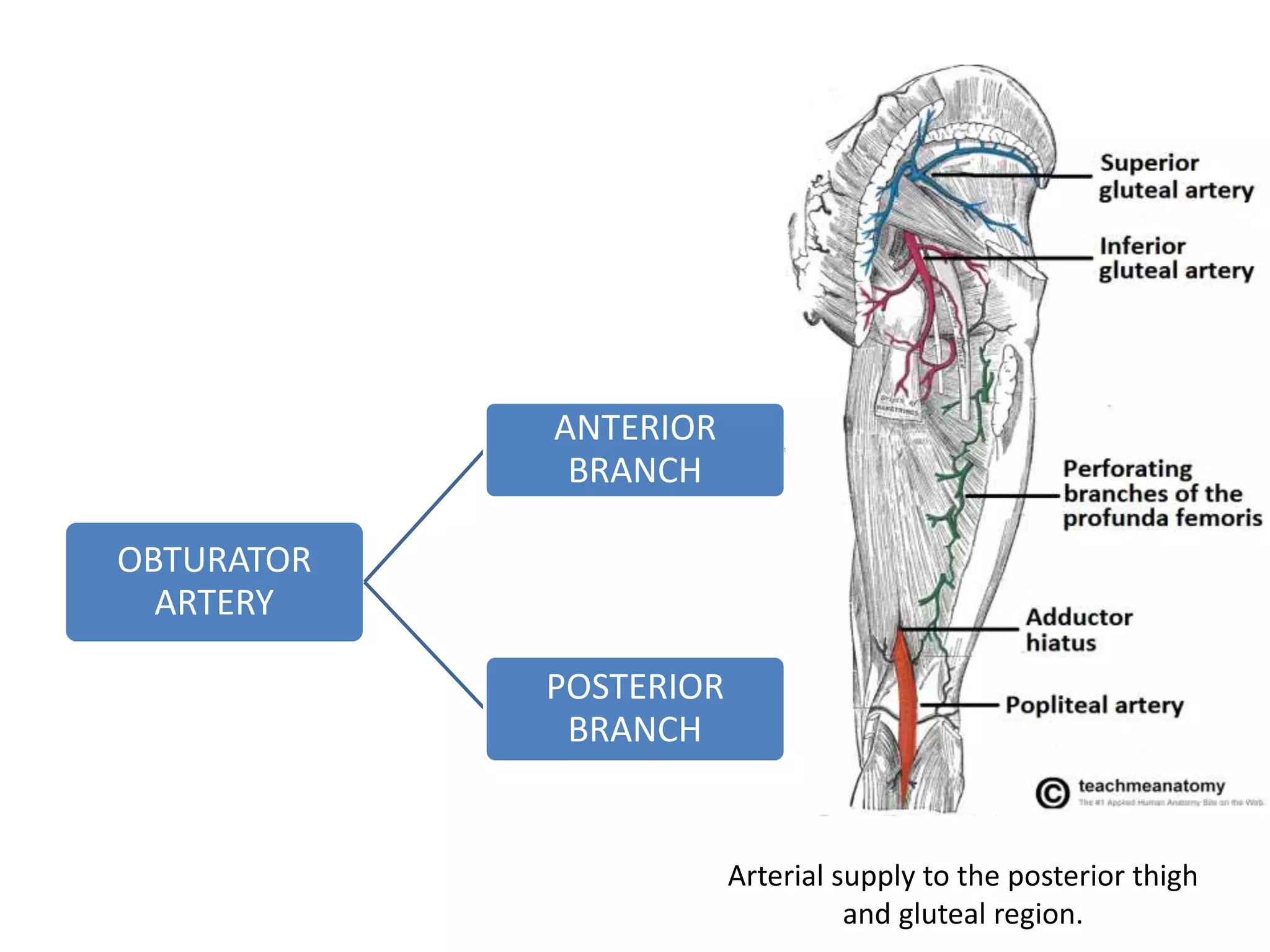 BLOOD SUPPLY OF LOWER LIMB | PPTX