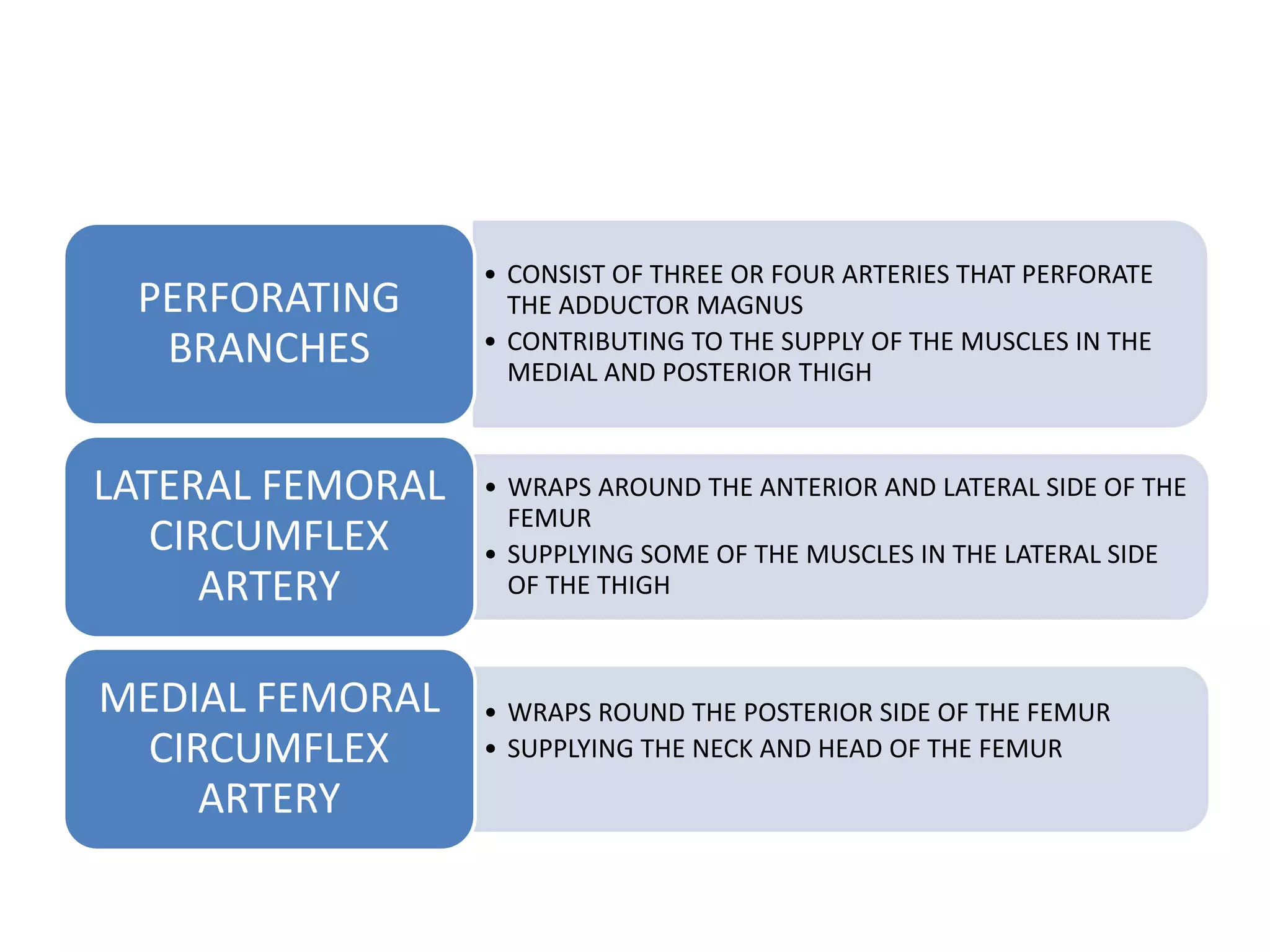 BLOOD SUPPLY OF LOWER LIMB | PPTX