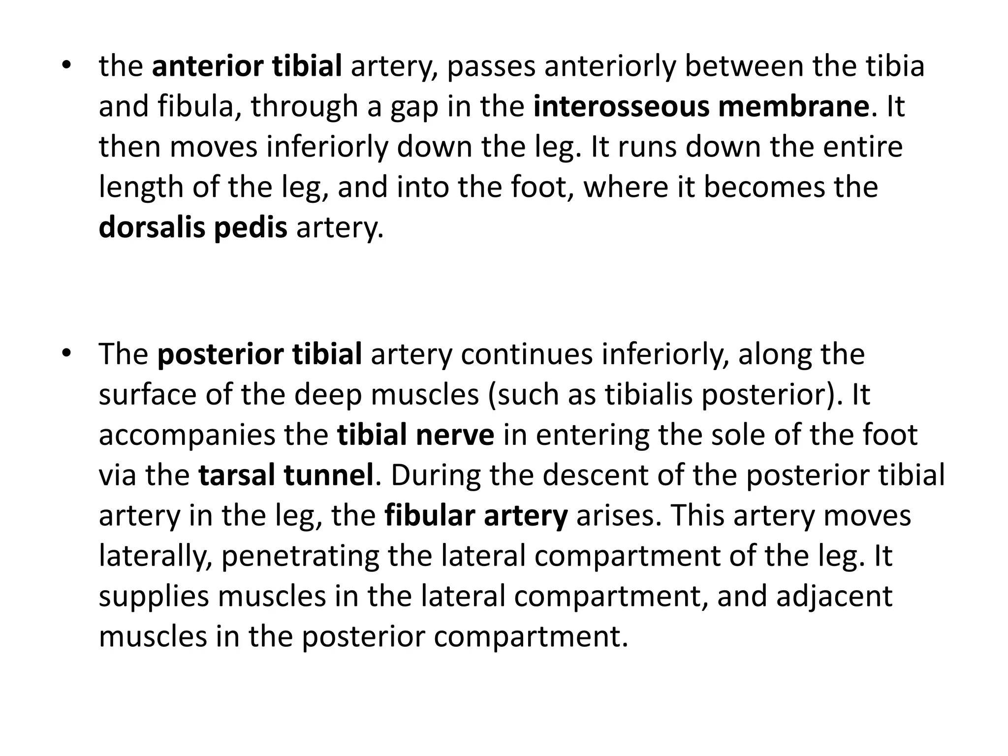 BLOOD SUPPLY OF LOWER LIMB | PPTX