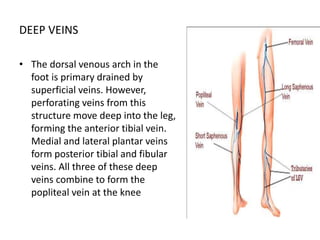 BLOOD SUPPLY OF LOWER LIMB | PPTX